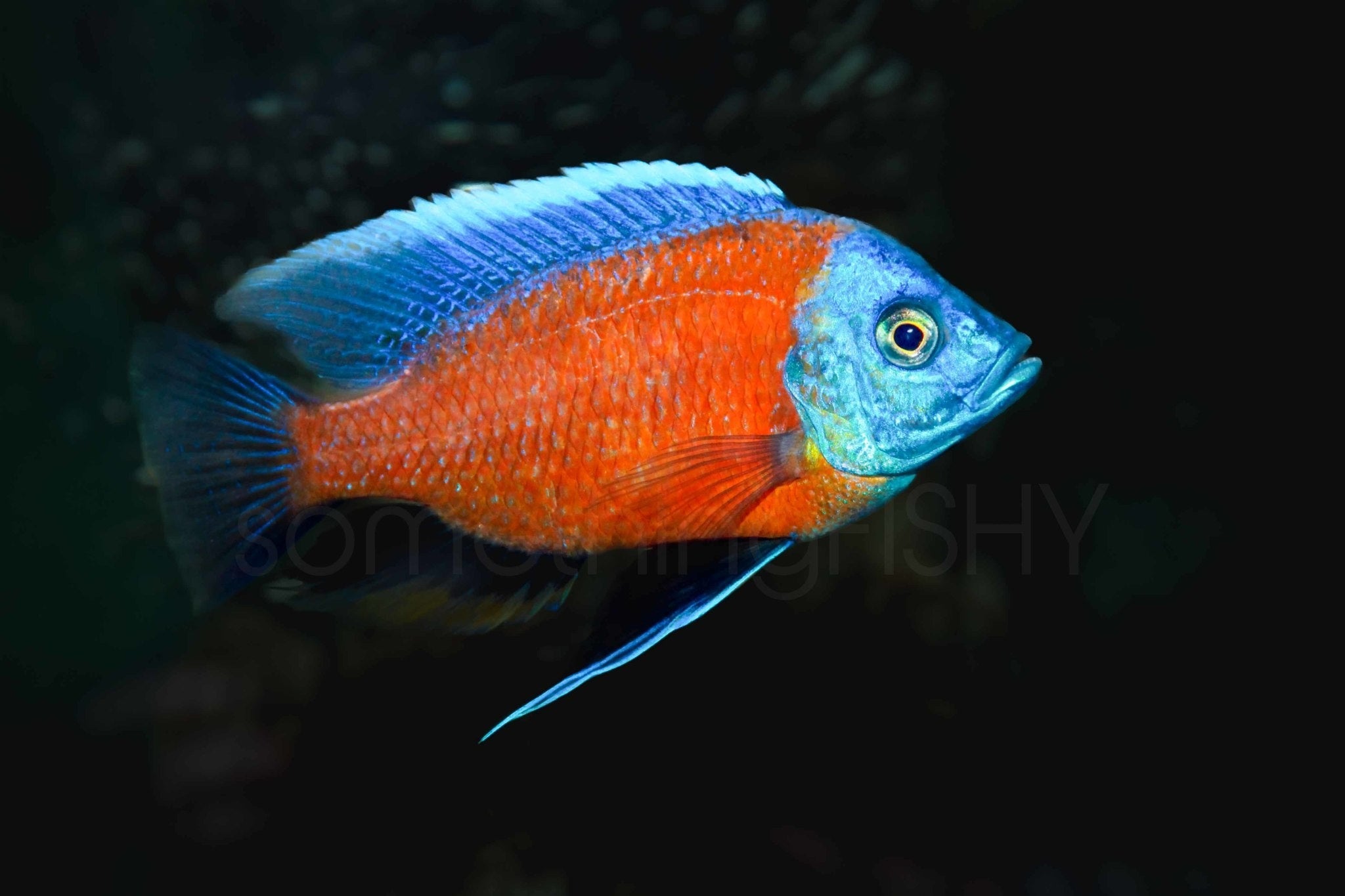 Red Fin Borleyi Cichlid LG – SomethingFishyLLC