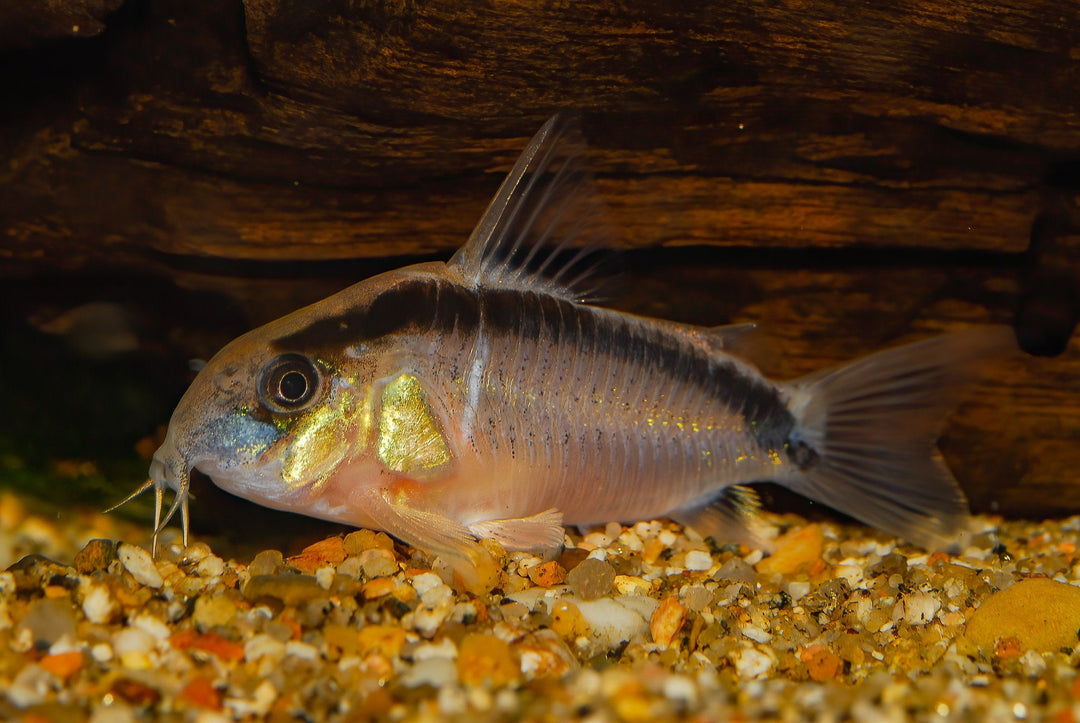Corydoras – SomethingFishyLLC