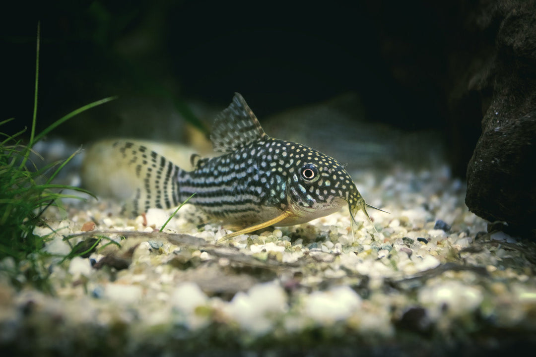 Corydoras – SomethingFishyLLC