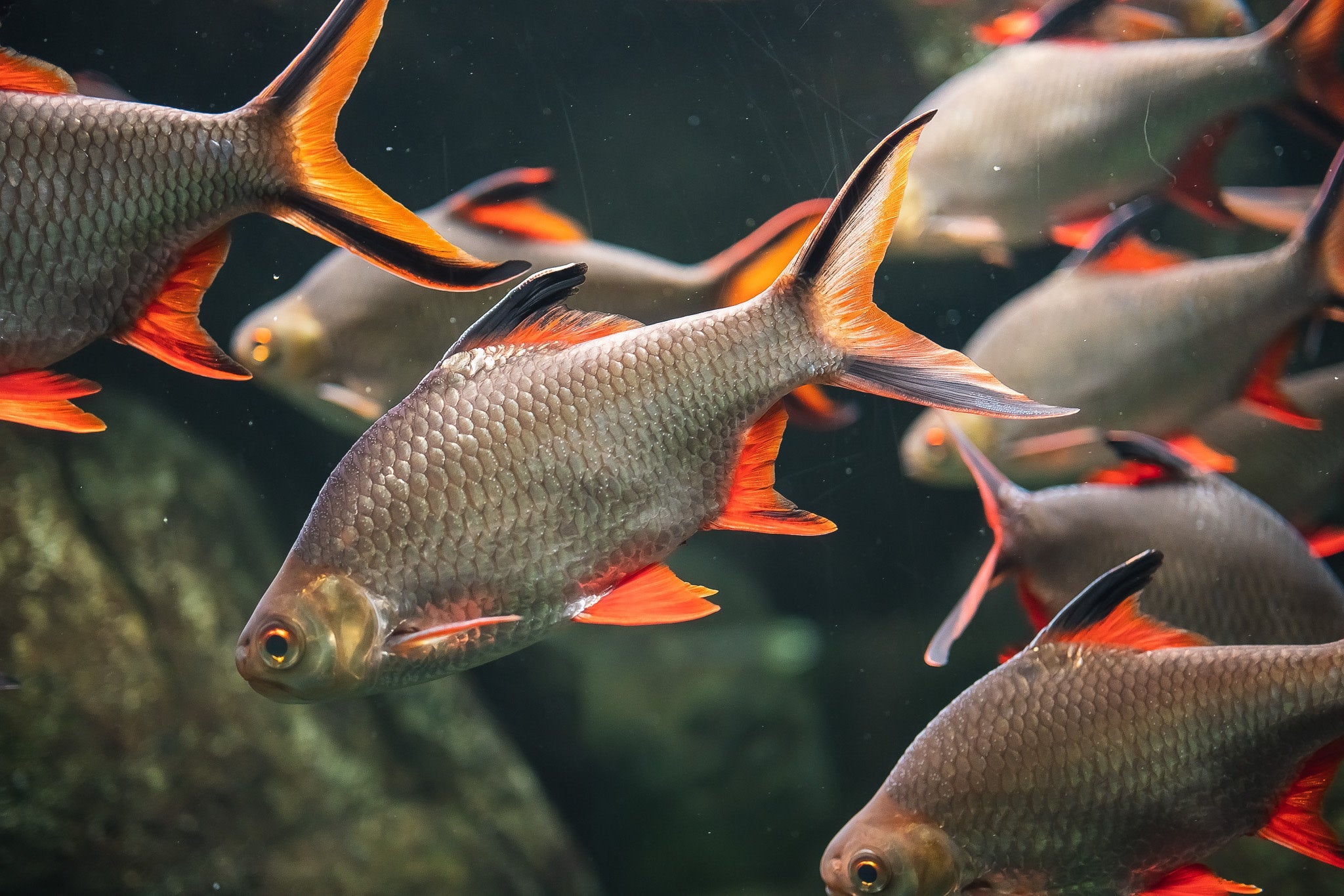 Tinfoil Barb – SomethingFishyLLC